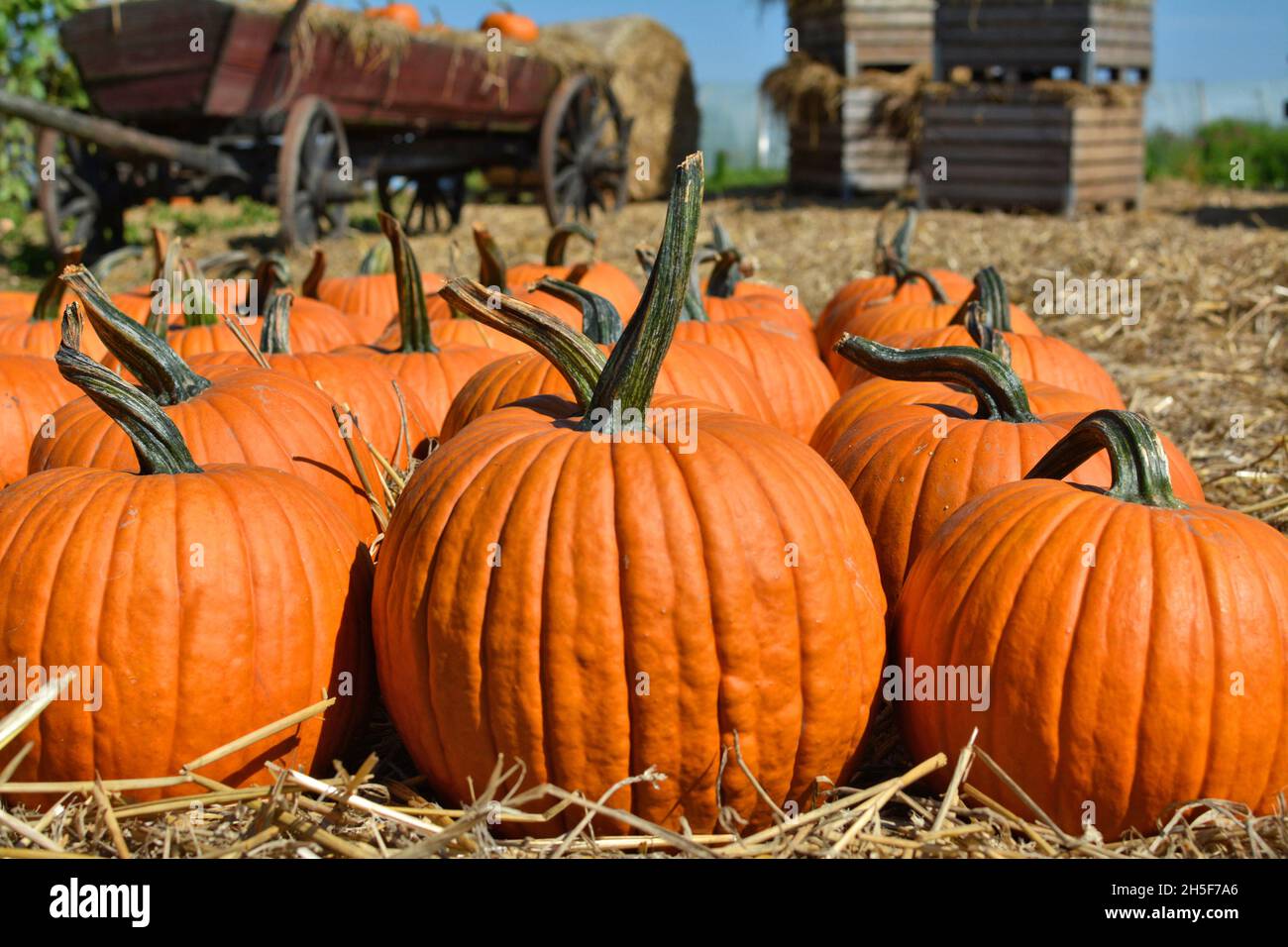 Orange pumpkins ath the pumpkin patch. Beautiful sunny autumn Stock ...