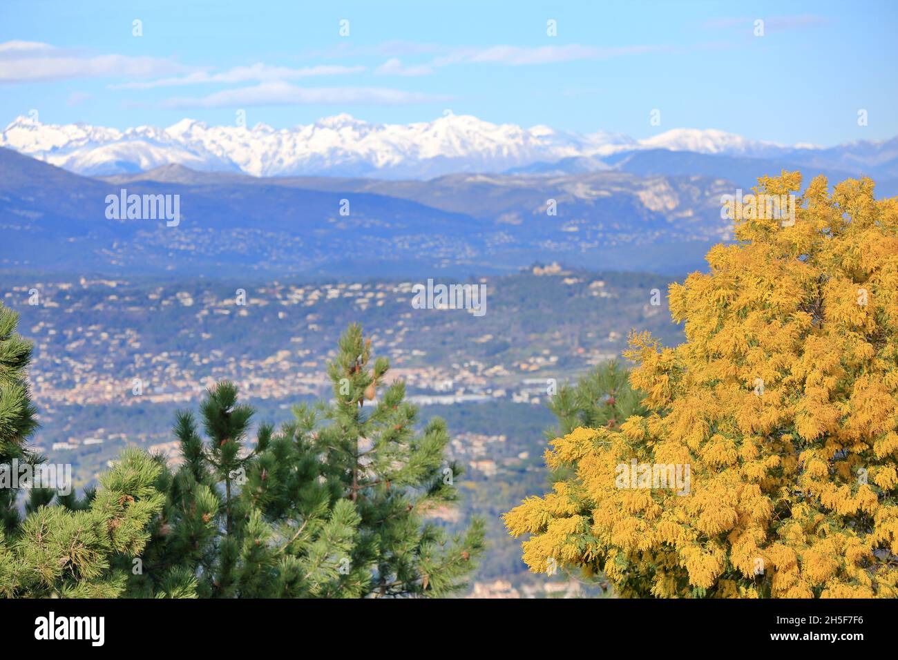 Mimosas dans le Massif du Tanneron, Alpes-Maritimes, 06, cote d'azur ...