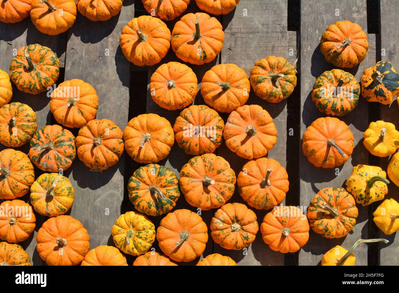 Orange mini Jack be Little pumpkins background Stock Photo - Alamy