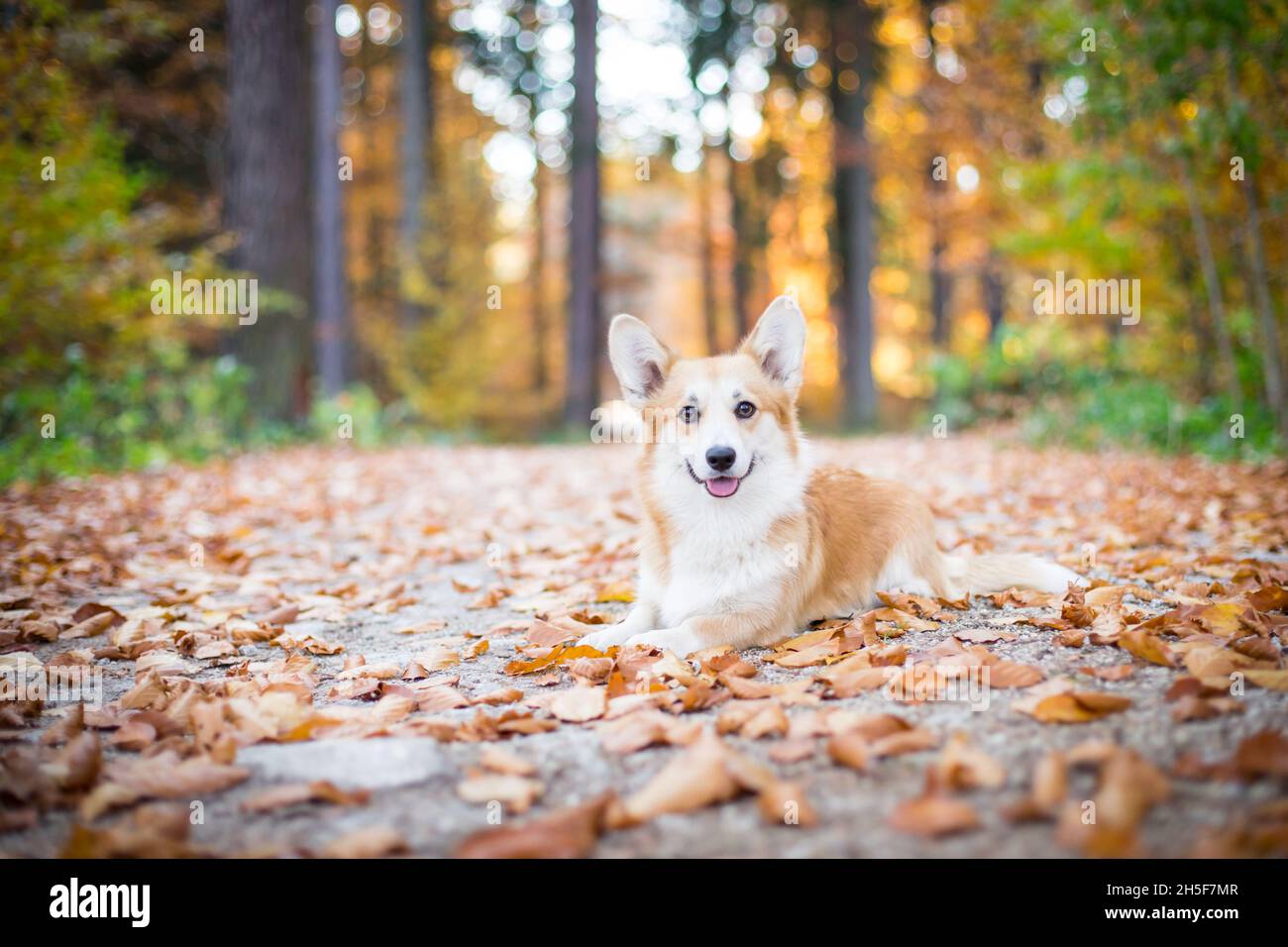 Autumn corgi hi-res stock photography and images - Alamy