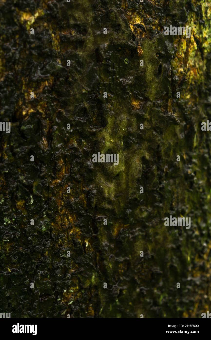 The close-up texture of tree bark. The rough surface pattern of natural ...