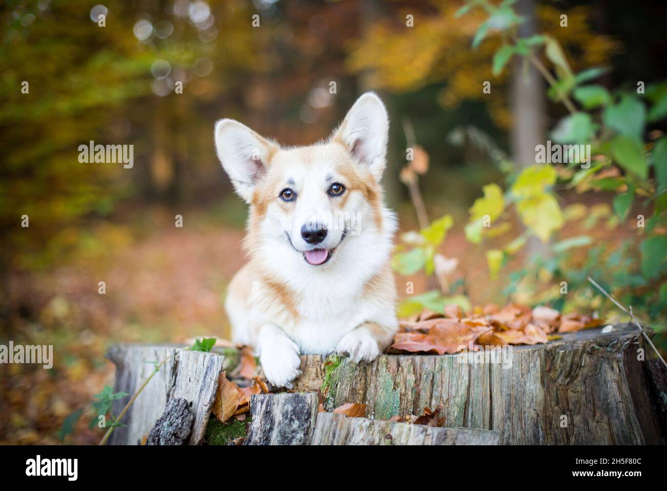 Autumn corgi hi-res stock photography and images - Alamy