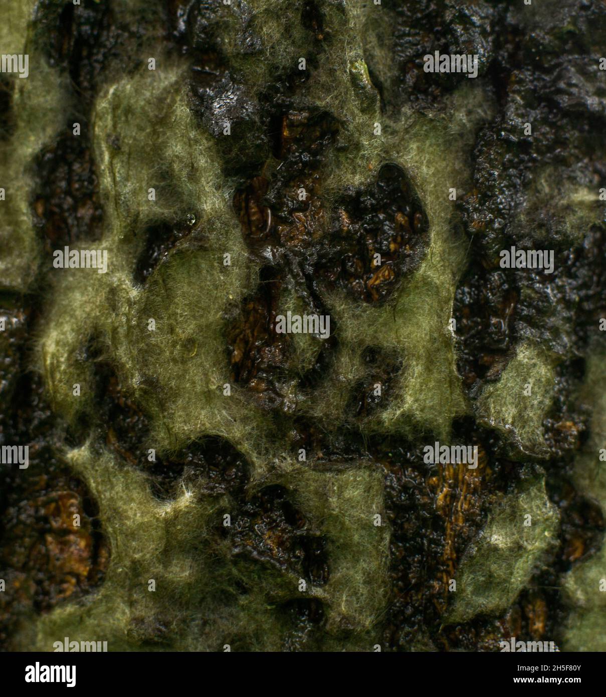 The close-up texture of tree bark. The rough surface pattern of natural ...