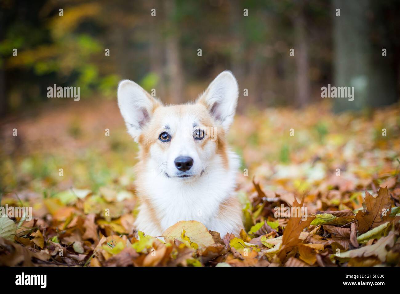 Autumn corgi hi-res stock photography and images - Alamy