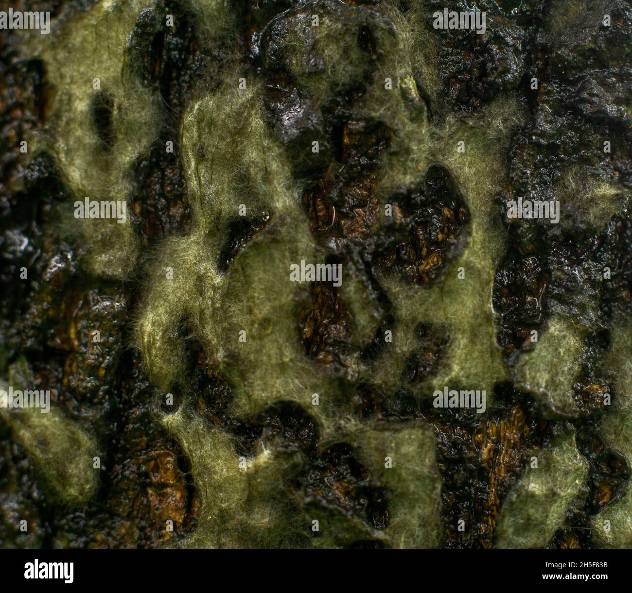 The close-up texture of tree bark. The rough surface surface of natural ...