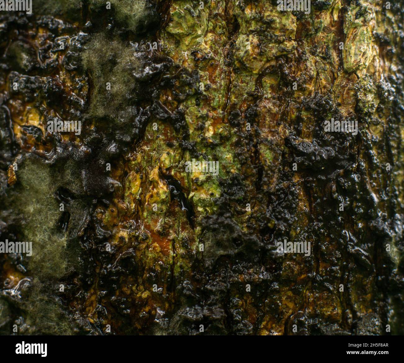 The close-up texture of tree bark. The rough surface surface of natural ...