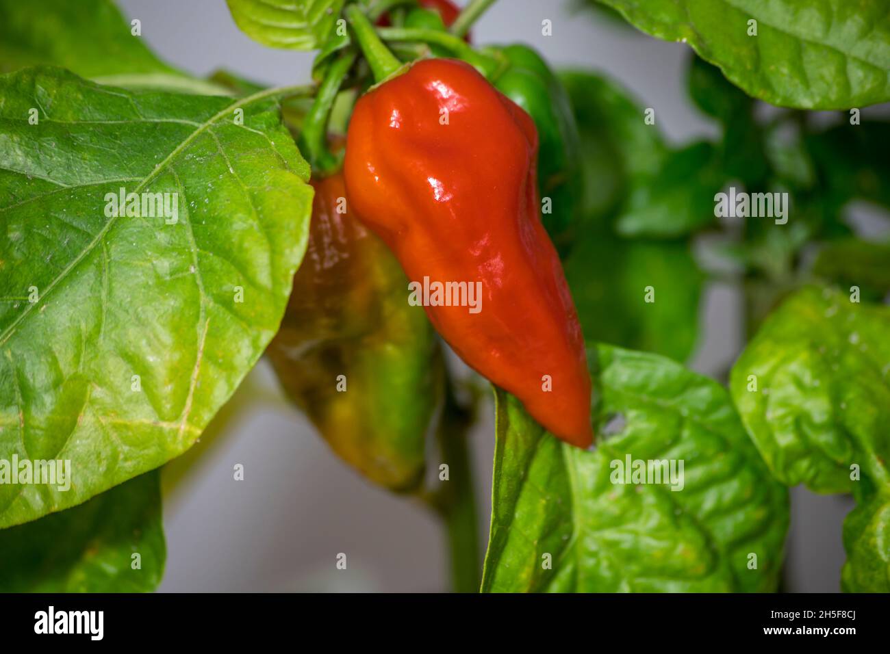 fatali red chili pepper Stock Photo - Alamy