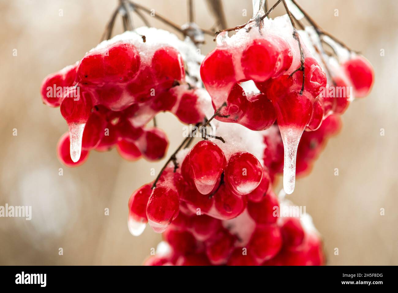 Red berries frost snow hi-res stock photography and images - Alamy