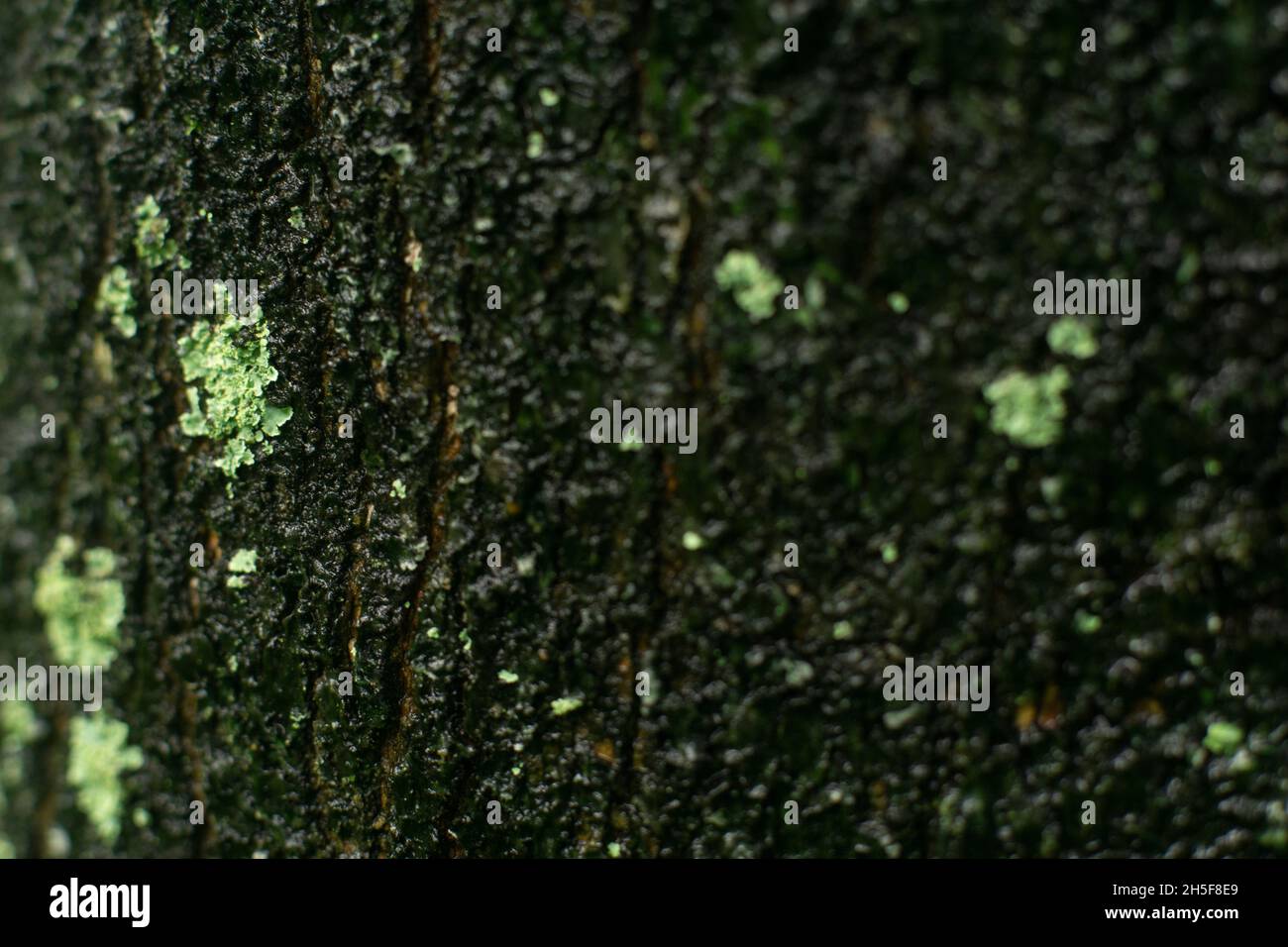 The close-up texture of tree bark. The rough surface surface of natural ...
