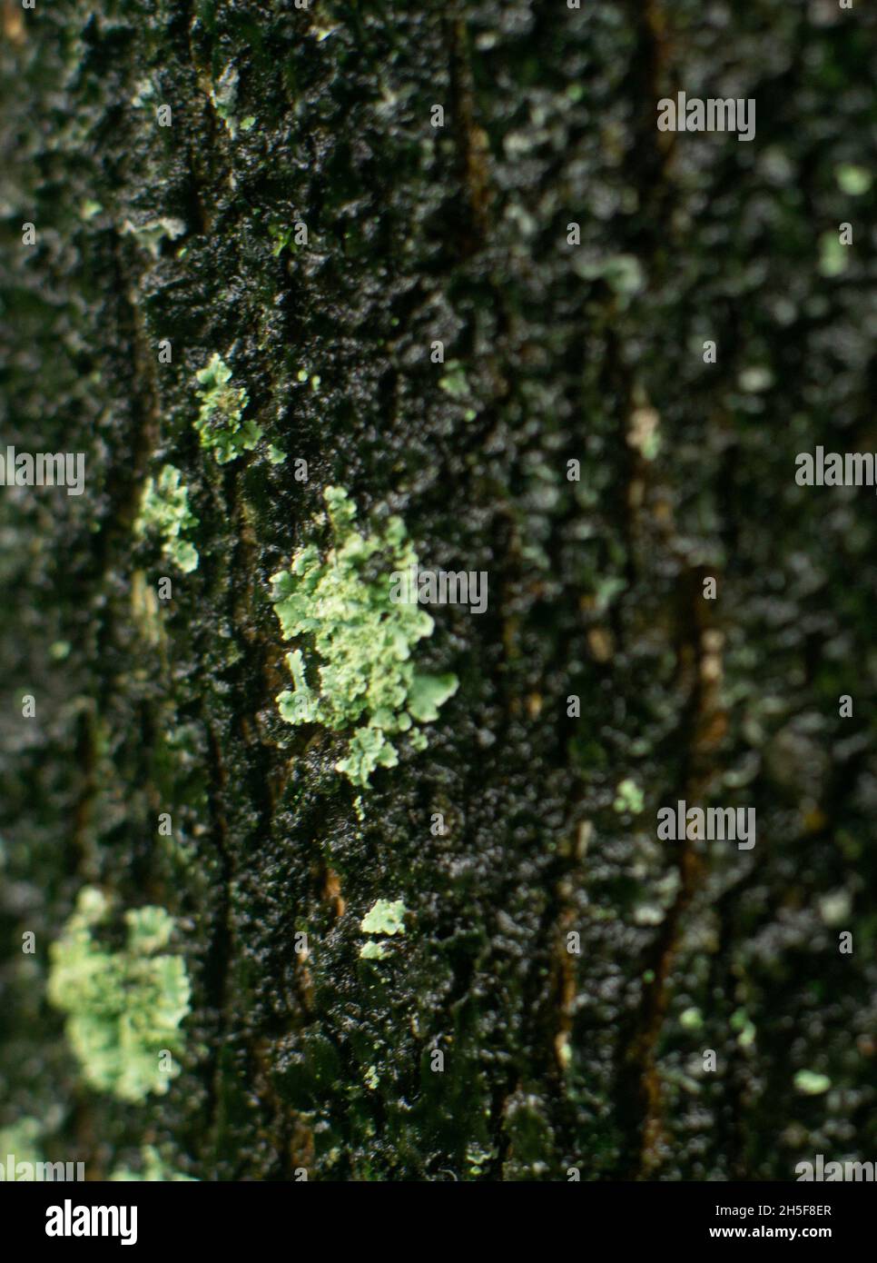 The close-up texture of tree bark. The rough surface surface of natural ...