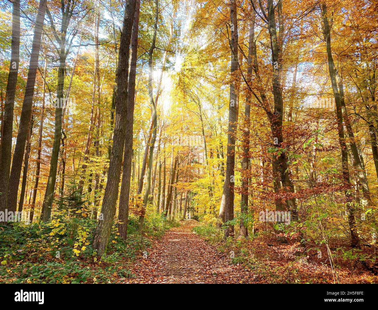 Bavarian Forest with golden October colors Stock Photo - Alamy