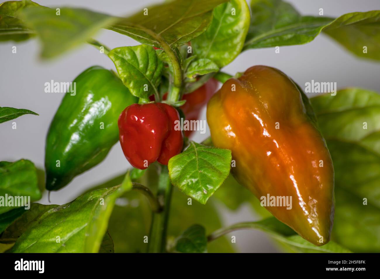 fatali red chili pepper Stock Photo - Alamy