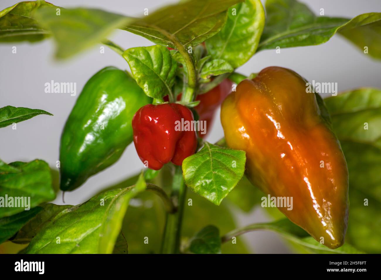 fatali red chili pepper Stock Photo - Alamy