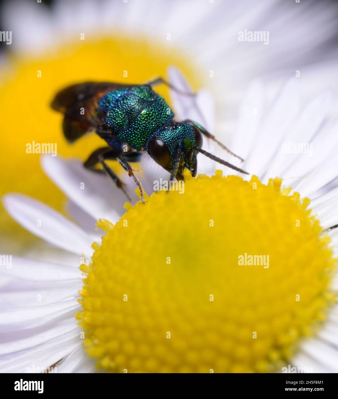 Ruby-tailed wasp, Chrysis ignita, eating yellow pestle Stock Photo - Alamy