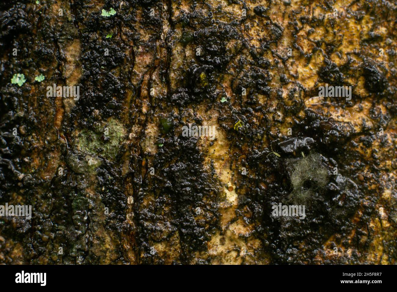 The close-up texture of tree bark. The rough surface surface of natural ...