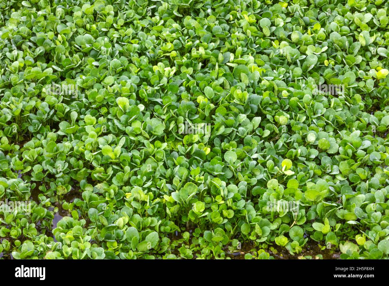 Old alresford hi-res stock photography and images - Alamy