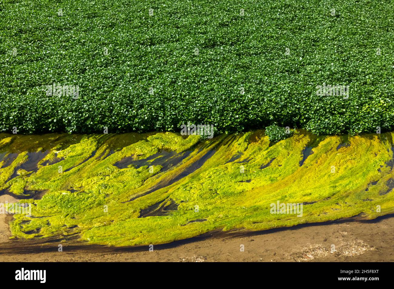 England, Hampshire, Old Alresford, Watercress Fields Stock Photo - Alamy
