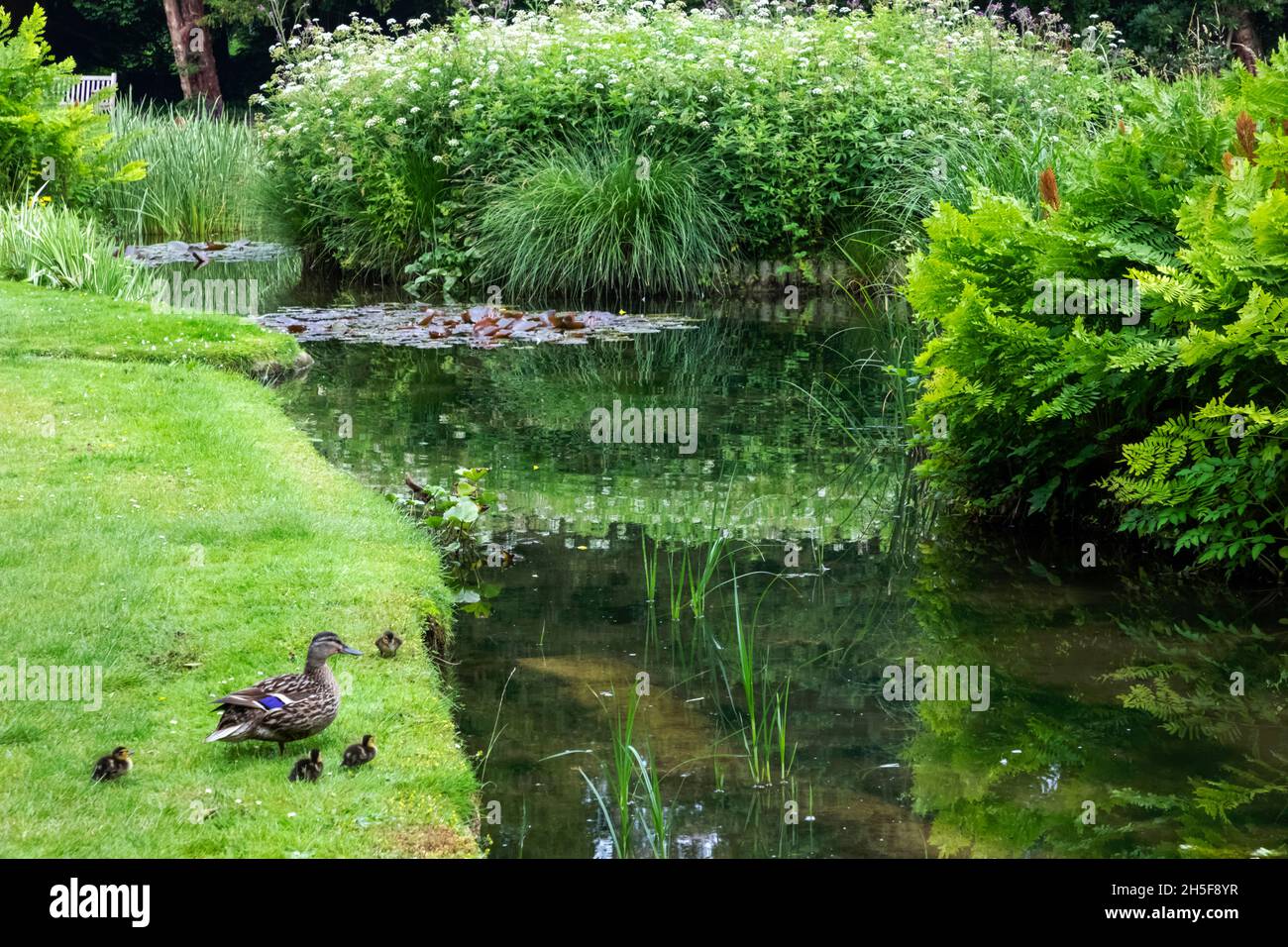 England, Hampshire, Test Valley, Stockbridge, Longstock, Leckford ...