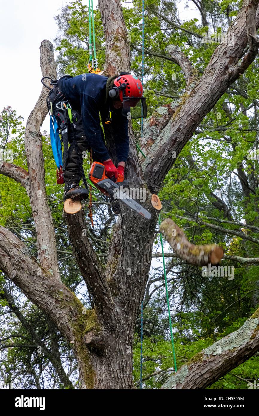 Culling of trees hi-res stock photography and images - Alamy