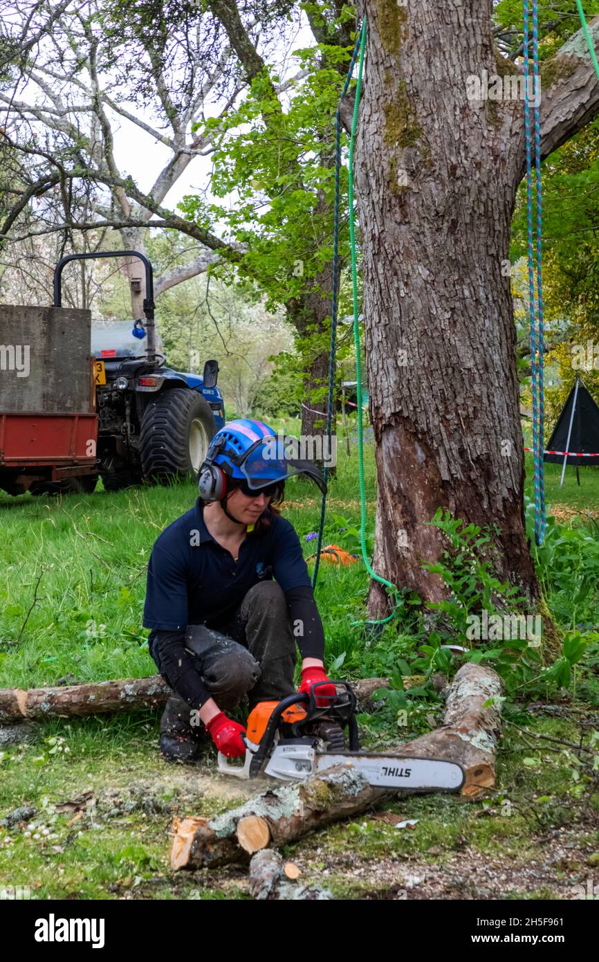 England, Hampshire, Romsey, Ampfield, Hillier Gardens, Female Tree ...