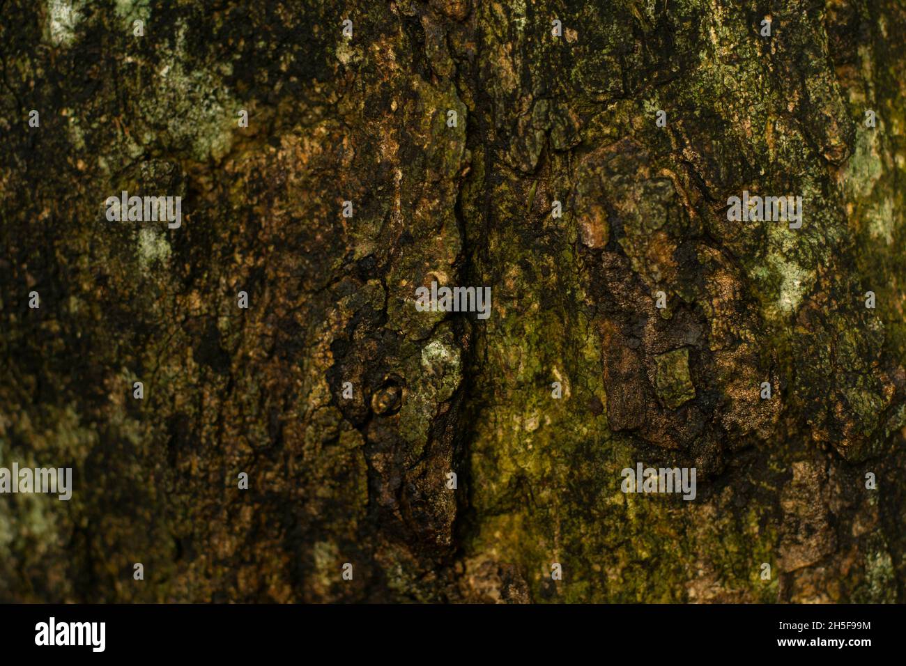 The close-up texture of tree bark. The rough surface surface of natural ...
