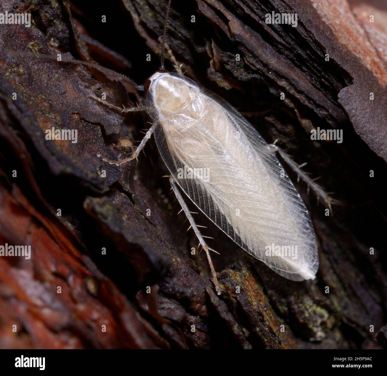 Small white albino cockroach with big whiskers sitting on a tree trunk ...