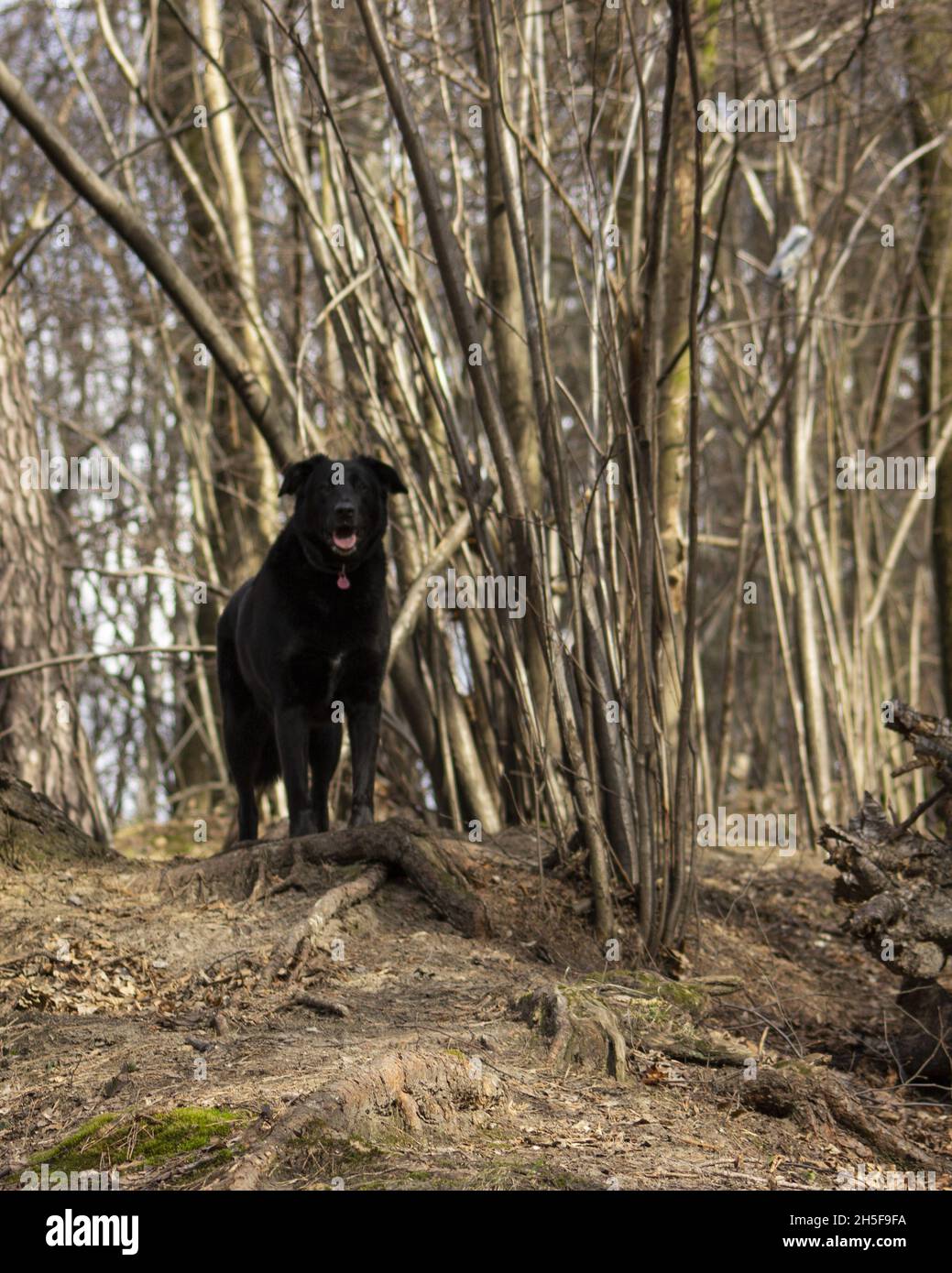spring photo of a beautiful dog Stock Photo - Alamy