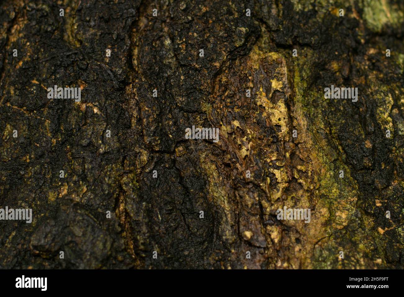 The close-up texture of tree bark. The rough surface surface of natural ...