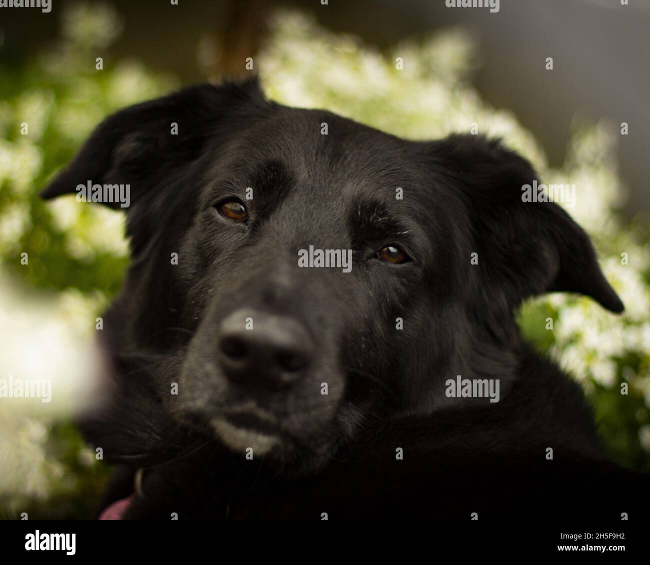 spring photo of a beautiful dog Stock Photo - Alamy