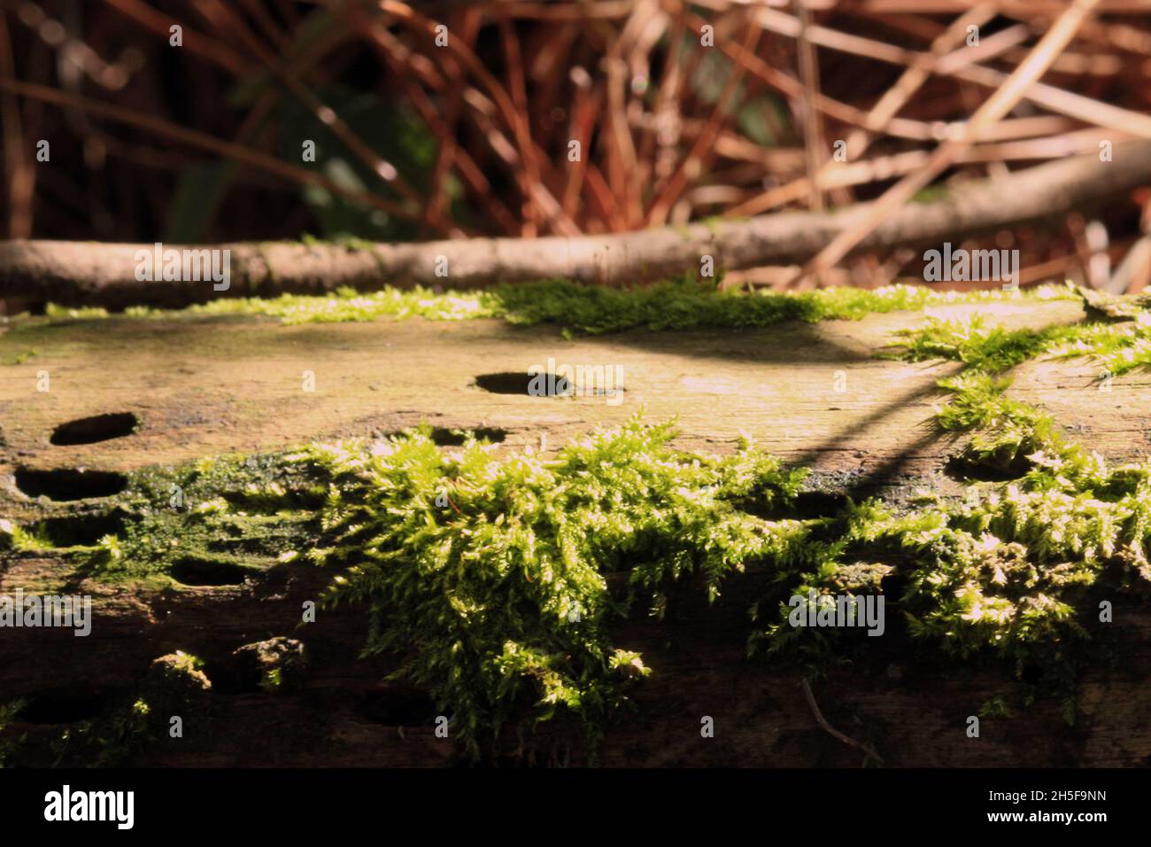 Rotting vegetation hi-res stock photography and images - Alamy