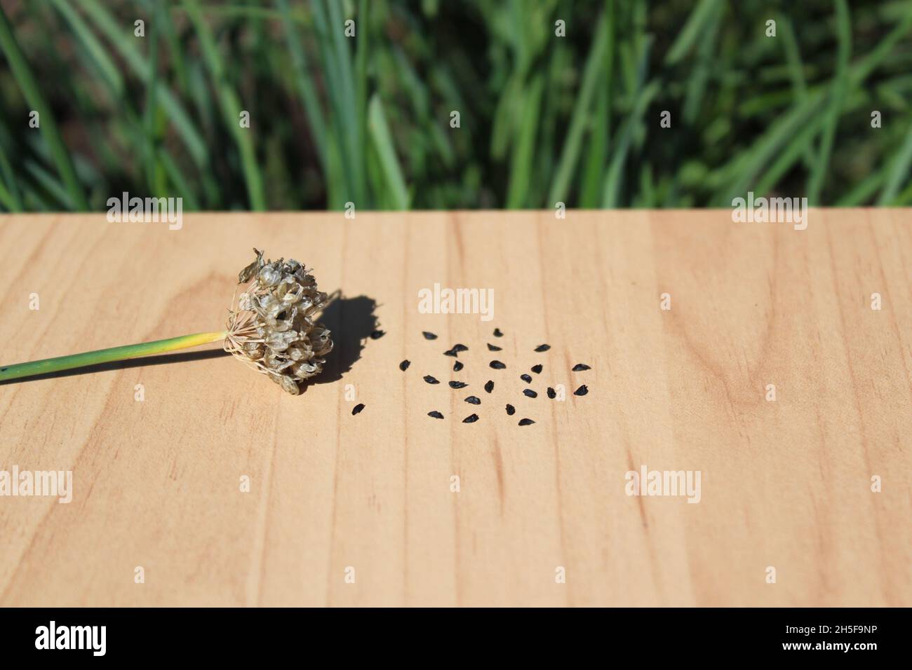 Chives seeds hi-res stock photography and images - Alamy