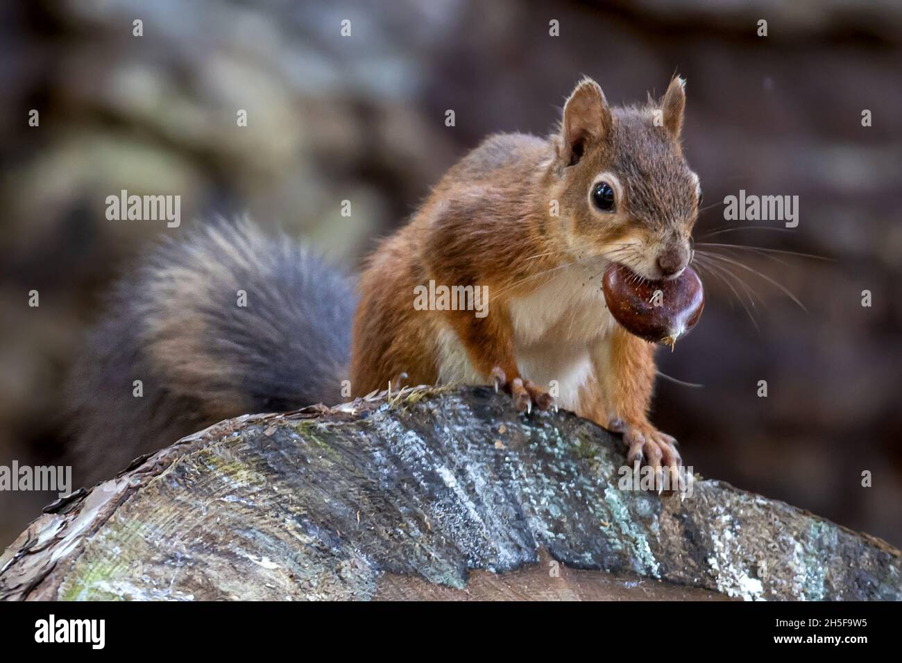 Eurasian red squirrel, Sciurus vulgaris, with conker, horse chestnut ...