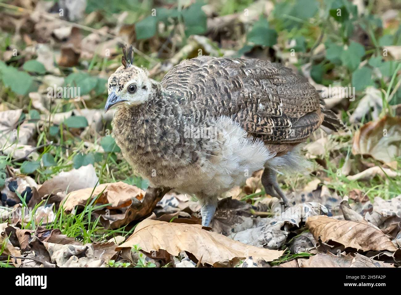 Immature peafowl hi-res stock photography and images - Alamy