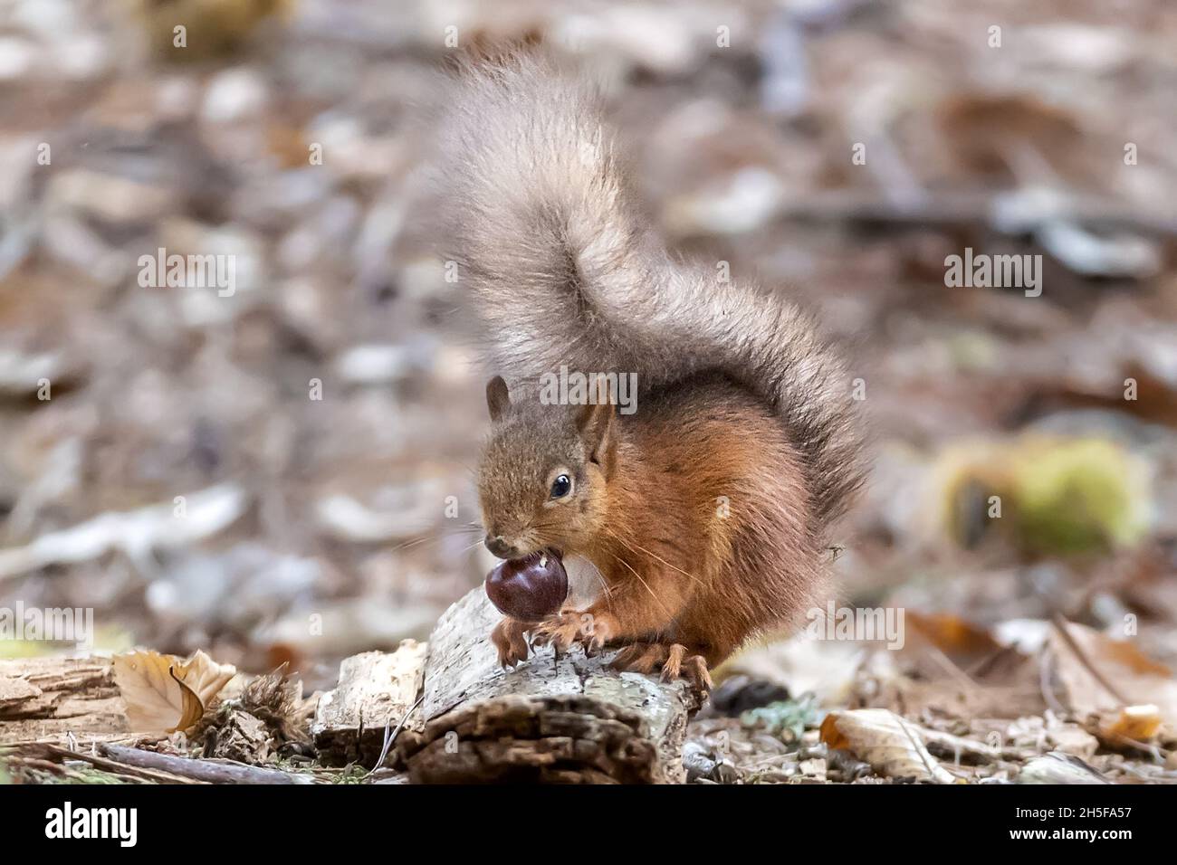 Eurasian red squirrel, Sciurus vulgaris, with conker, horse chestnut ...