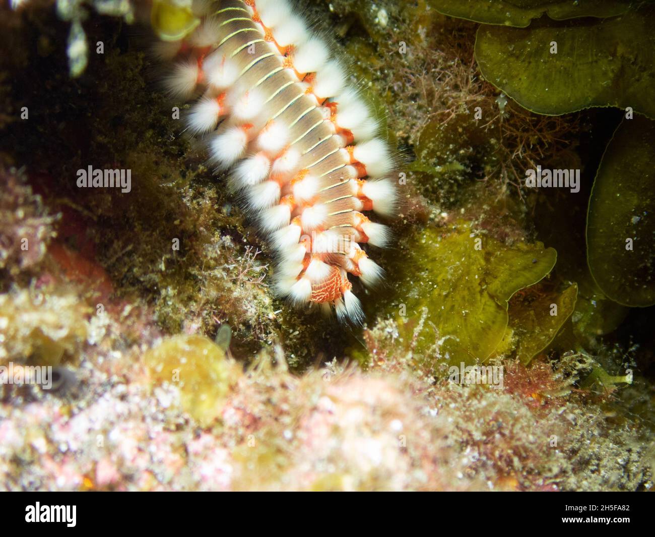 Underwater ocean canary island hierro hi-res stock photography and ...