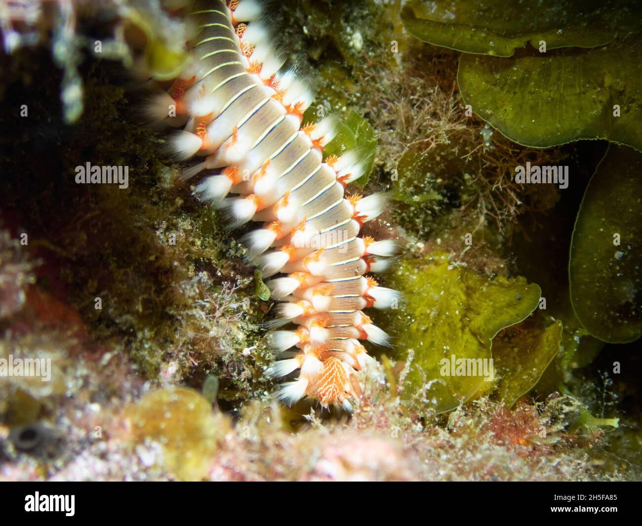 Macro shot of a Bearded Fire Worm, Hermodice carunculata, crawling ...