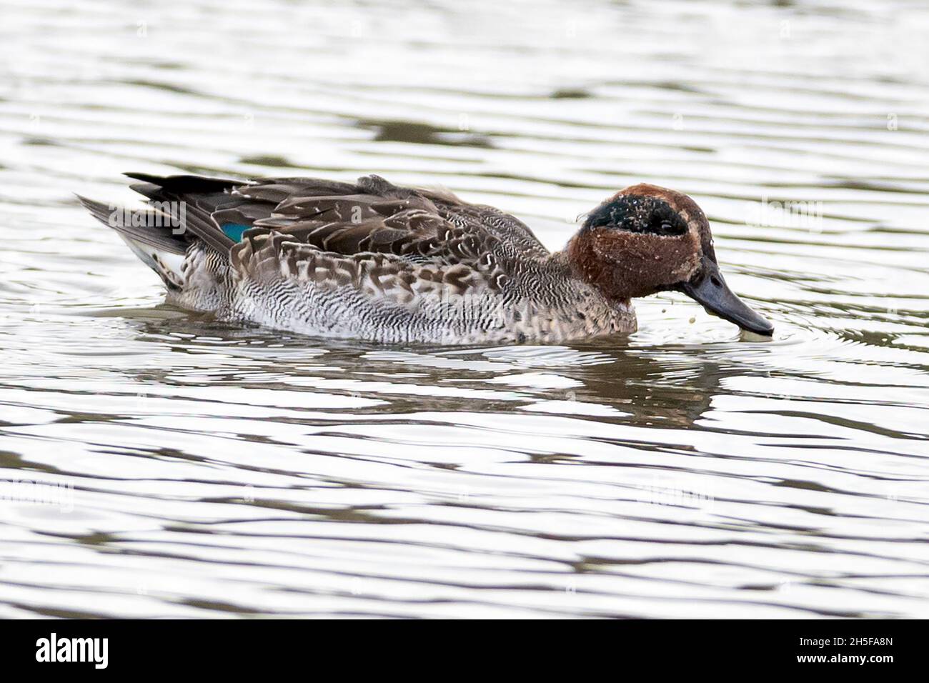 Eurasian teal, Anas crecca, aka common teal, Eurasian green-winged teal ...