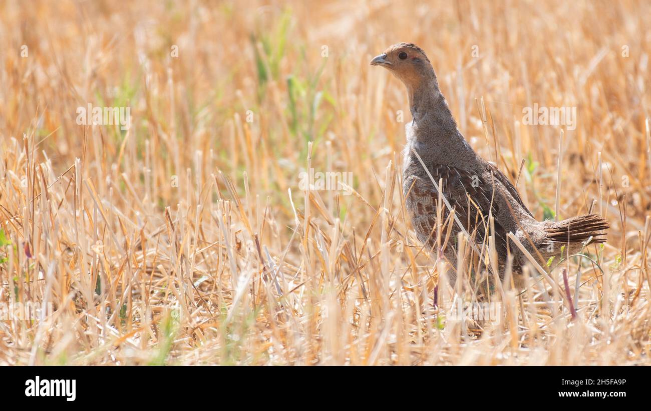 Grey partridge farm hi-res stock photography and images - Alamy