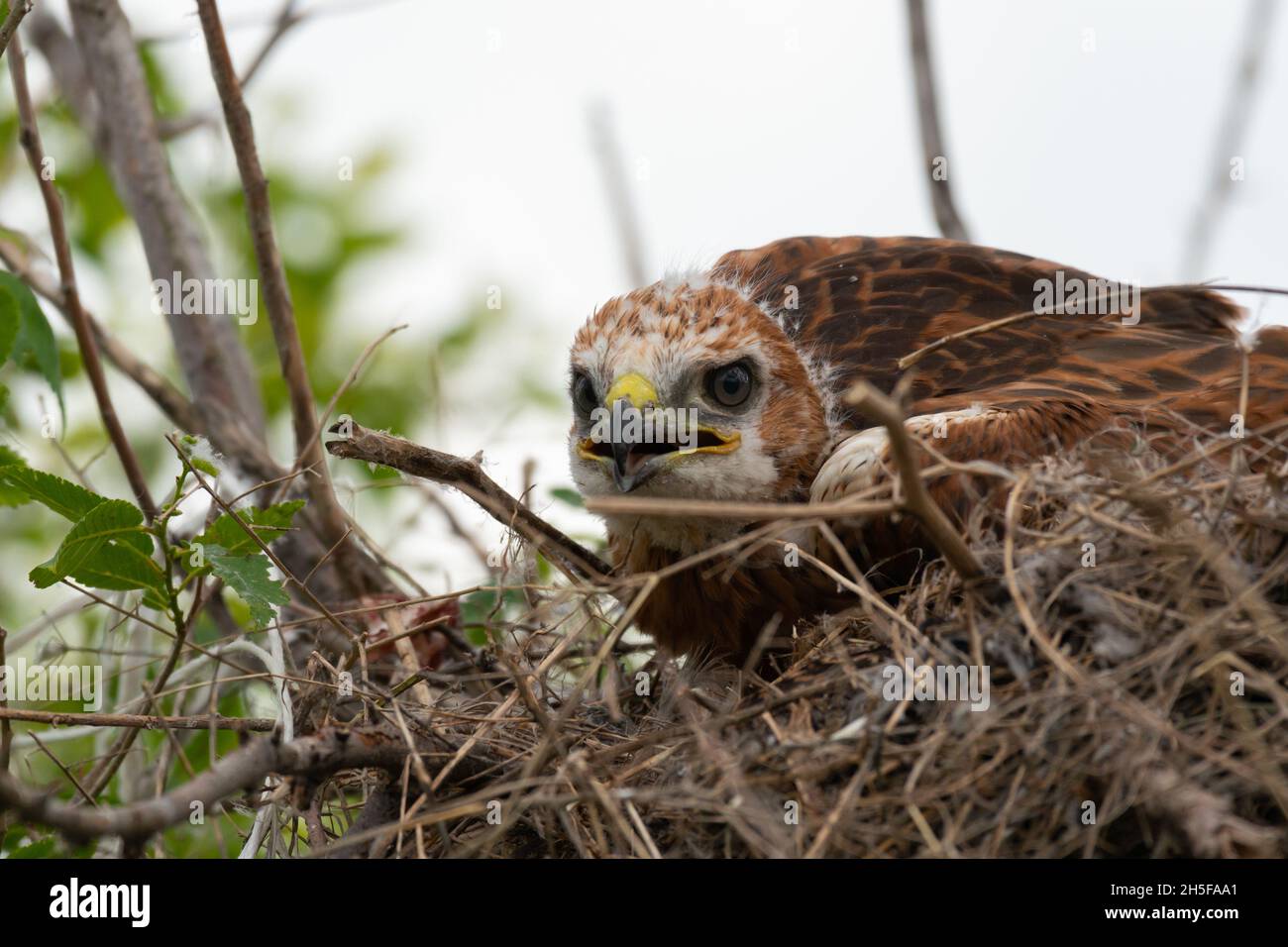 Buzzard nest hi-res stock photography and images - Alamy