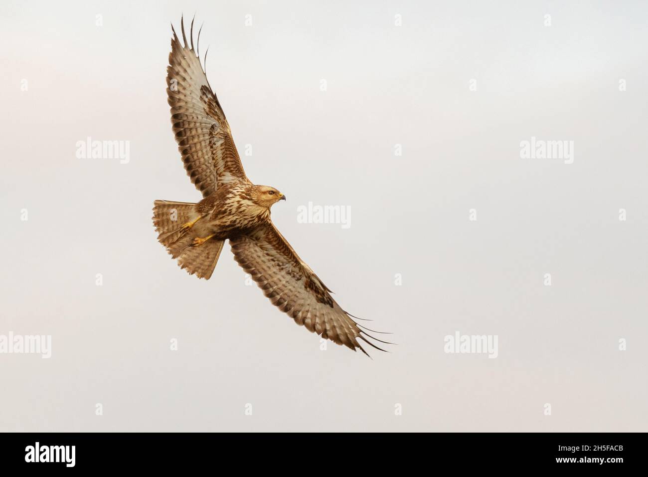 Common buzzard wings open hi-res stock photography and images - Alamy