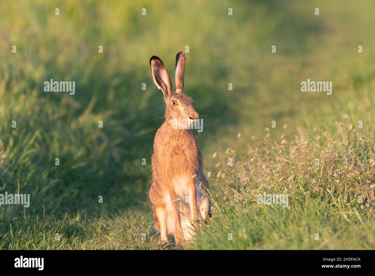 Hare stands hi-res stock photography and images - Alamy
