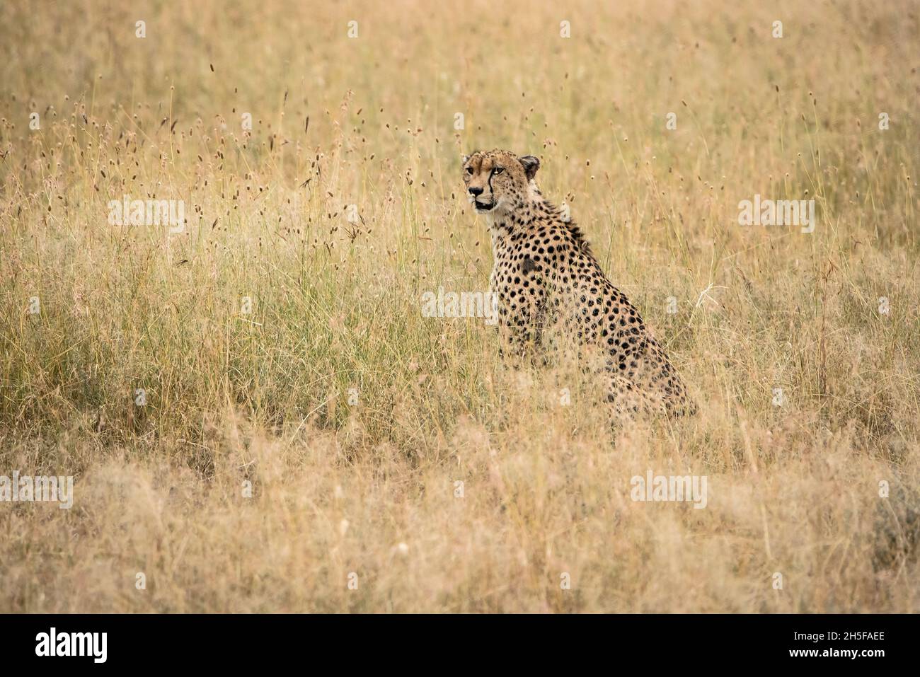 Cheetah in the African Savanna Stock Photo - Alamy