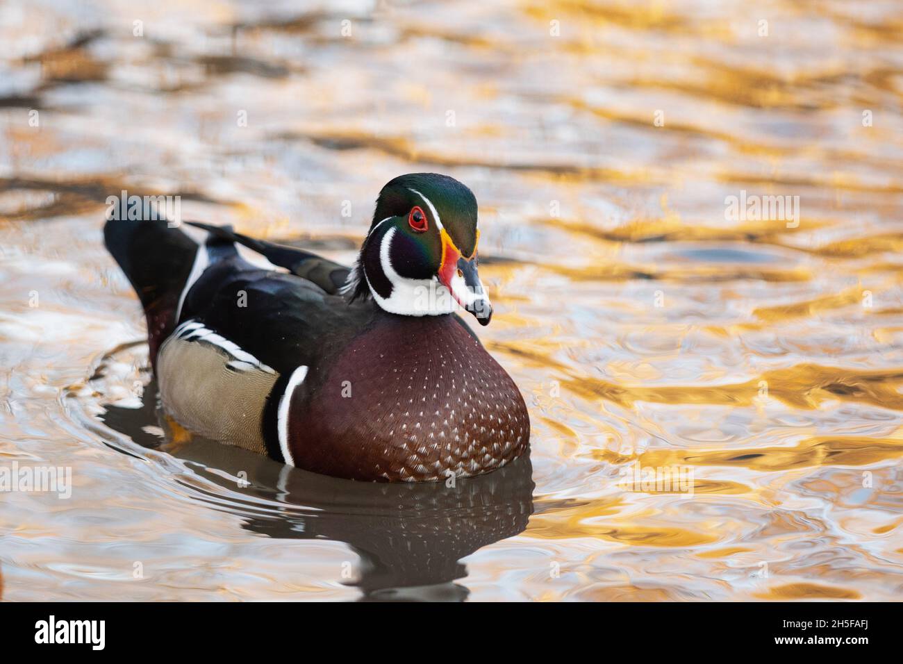 American Wood Duck - Aix sponsa Male American Wood Duck in a pond Stock ...