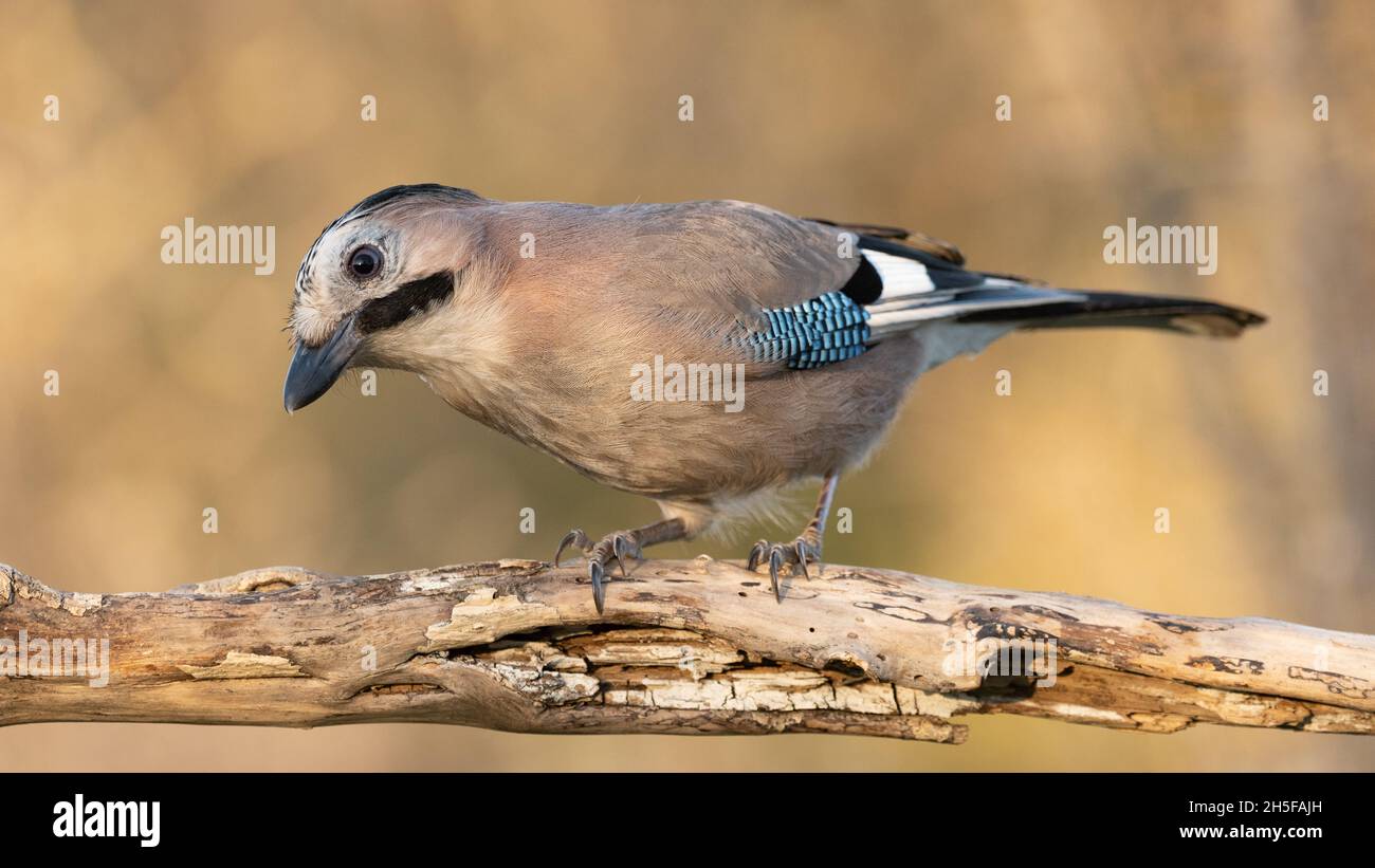 Eurasian jay is sitting on a branch on a beautiful Sunny background ...