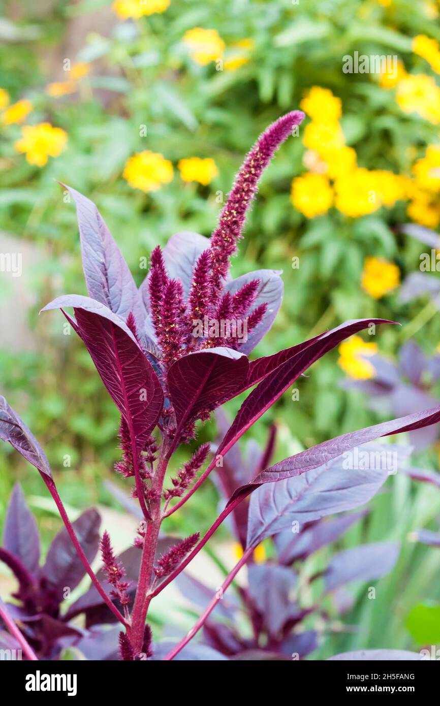 Red amaranth (Amaranthus cruentus Stock Photo - Alamy