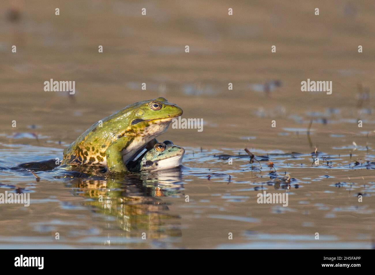Green Marsh Frog Pelophylax ridibundus, in a jump on a beautiful light ...