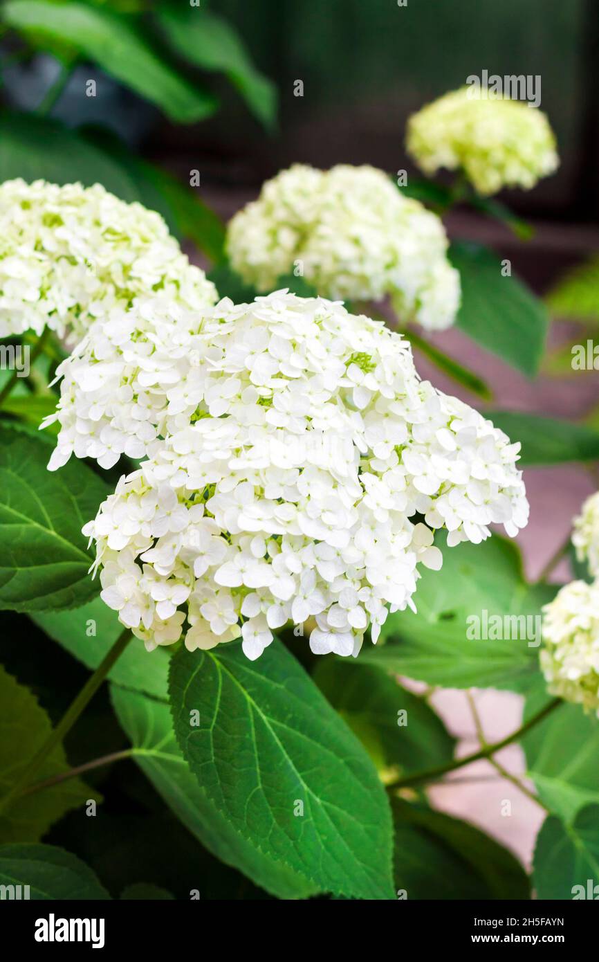 Blooming white Annabelle Hydrangea arborescens (commonly known as ...