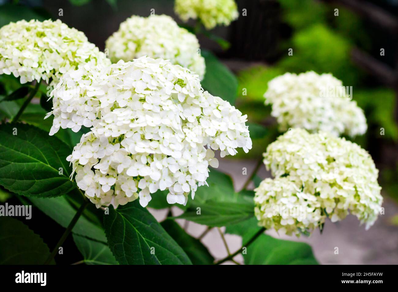 Blooming white Annabelle Hydrangea arborescens (commonly known as ...