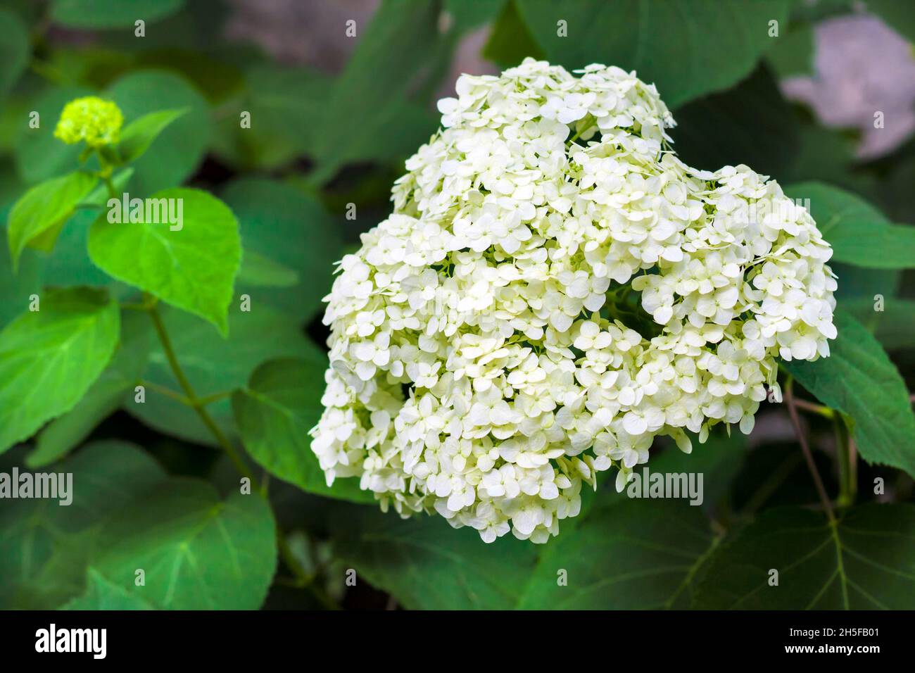 Blooming white Annabelle Hydrangea arborescens (commonly known as ...