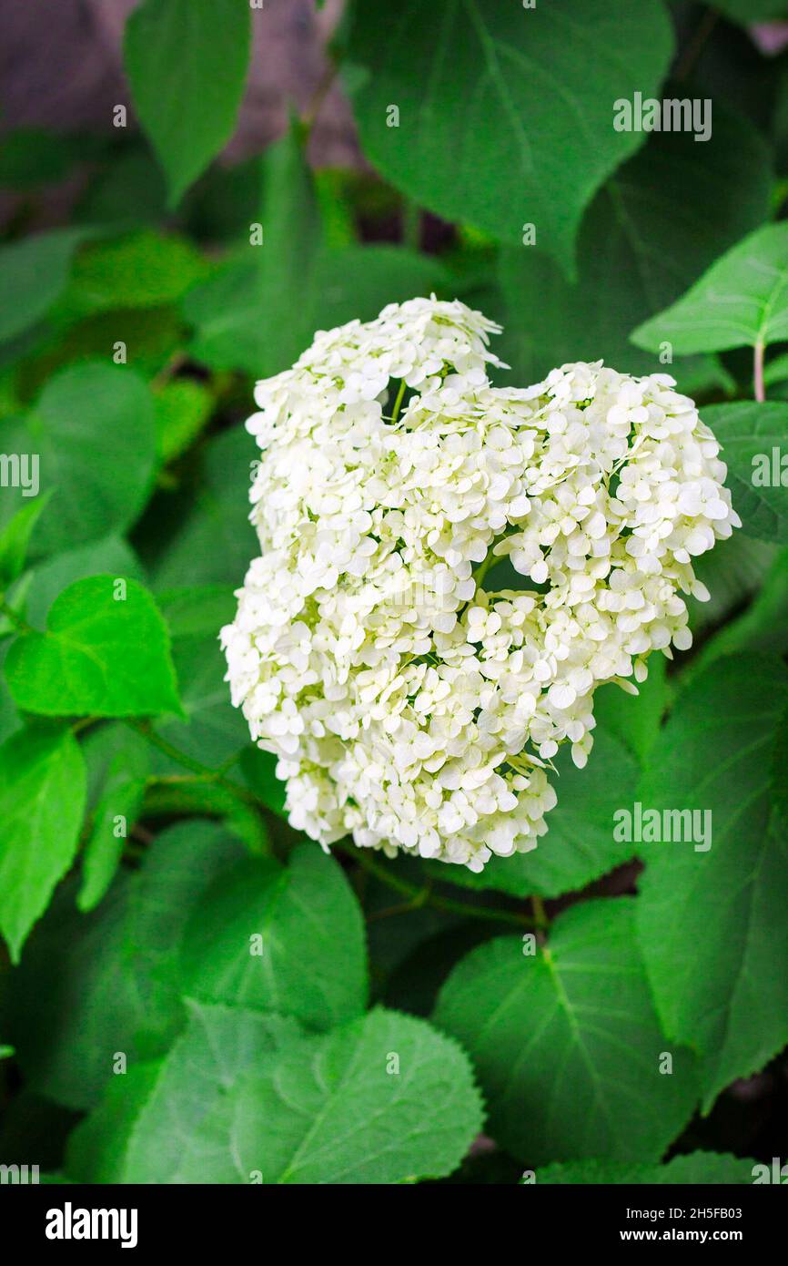 Blooming white Annabelle Hydrangea arborescens (commonly known as ...
